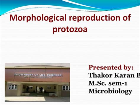 Protozoa Ppt