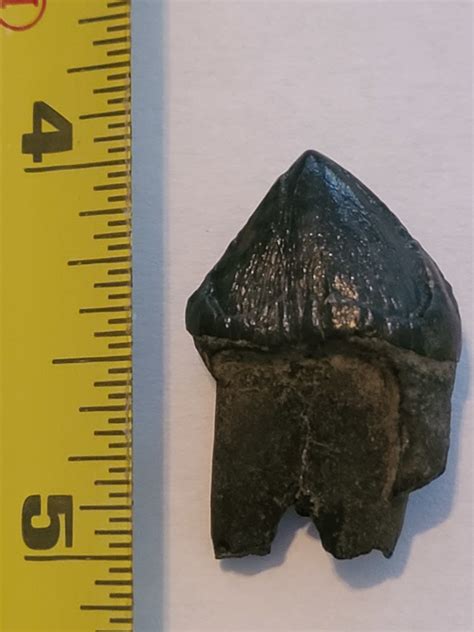 Squalodon Tooth Fossil Id The Fossil Forum