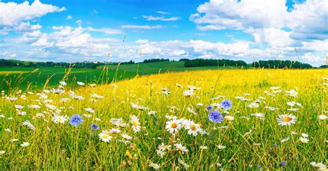 Pflanz Eine Blume Tag BioLifestyle Online Shop