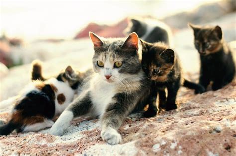 Anne Kedi Yavrusunu Neden Ba Ka Yere Ta R Miyavliyo