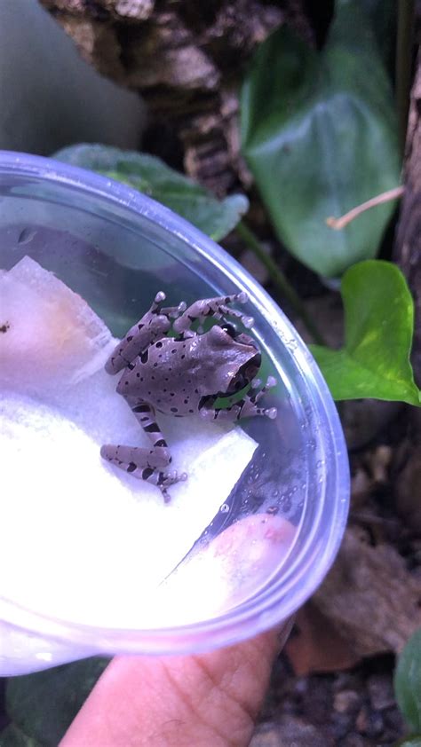 King Of All Tree Frogs 🐸 Crowned Tree Frog 👑 Rfrogs