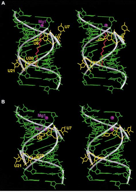 Figure 1 From Crystal Structures Of Two Forms Of A 14 Mer Rnadna