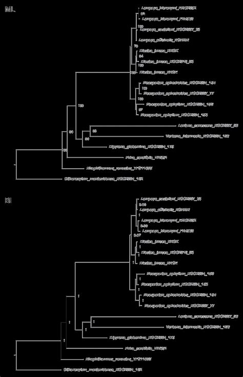 fig s3 maximum likelihood tree above and bayesian tree below for
