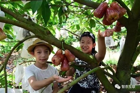 種植蓮霧脫貧果 抱團發展拔窮根 每日頭條