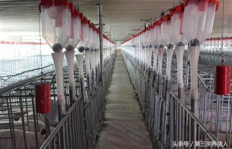 豬價難漲飼料成本增加，接下來養殖戶靠什麼來掙錢？ 每日頭條
