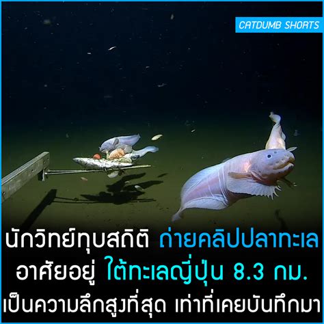 นักวิทย์ทุบสถิติ ถ่ายคลิปปลาทะเล อาศัยอยู่ ใต้ทะเลญี่ปุ่น 8 3 กม เป็น