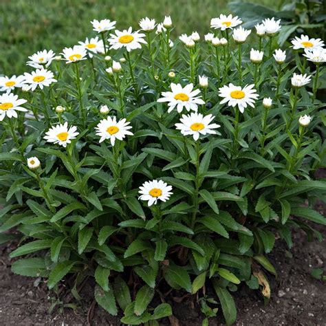 Oxeye Daisy Plant Clearance Deals
