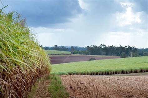 Braskem Siam And Mitr Phol Partner For Asias First Bio Ethylene Plant