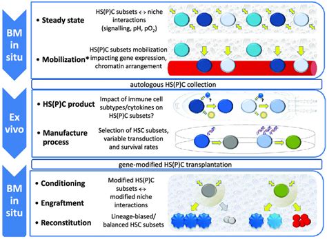 Drivers Of Hspc Heterogeneity At Distinct Stages Of Hscbased Gene