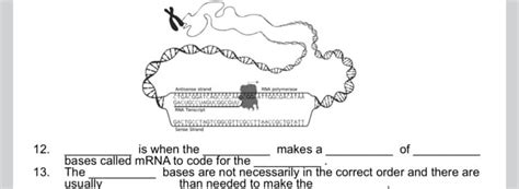 Guided Notes Protein Synthesis By Coach Smith Science Tpt