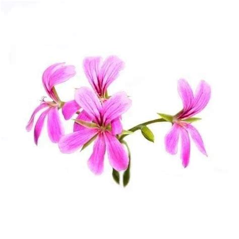 Rose Geranium Diffuser Oil Refill The Fragrance Room