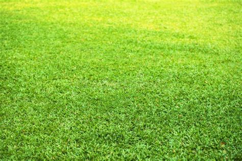 Clean Meadow Field Natural Texture Of Green Grass Stock Image Image