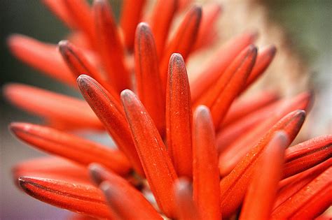 Blume Natur Kostenloses Foto Auf Pixabay Pixabay