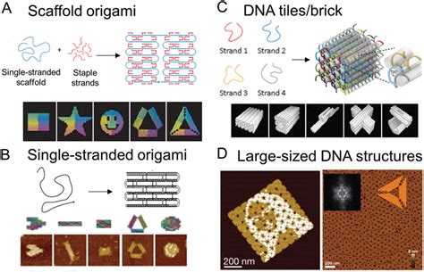 Dna Nanostructures Construction A Scaffold Dna Origami Reproduced
