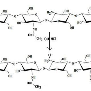 Representación Esquemática De Las Cadenas De Quitano Quitina Y