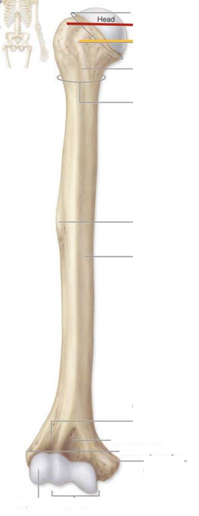 Humerus Pt 1 Diagram Quizlet
