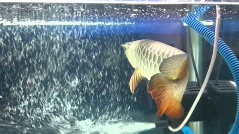 Mgbb Arowana Youtube
