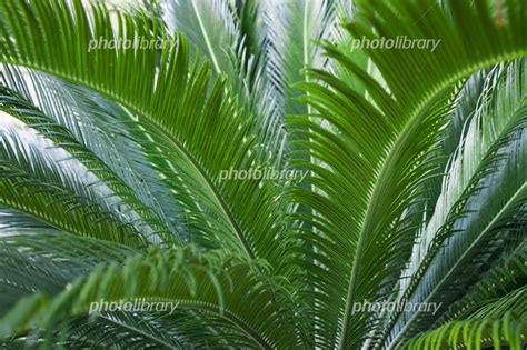 ヤシの葉 写真素材 4261282 フォトライブラリー Photolibrary