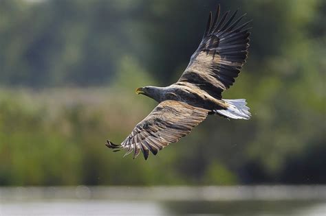 100 000 Free Gliding Bird And Bird Images Pixabay