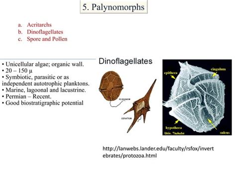 Microfossils And Their Applications In Petroleum Industry Pdf Geography Science Microfossils And Their Applications In Petroleum Industry Pdf Geography Science