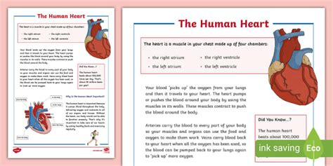 Human Heart Fact File Teacher Made Twinkl
