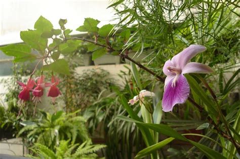 Brinco de princesa e orquídea