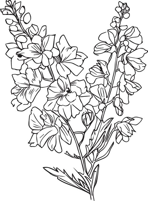 Delphinium Botanical Illustration Simple Delphinium Flower Drawing