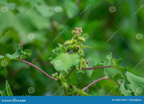 Prickly Seed Pods With Thorns And Briars Protruding Royalty Free Stock Image CartoonDealer Com