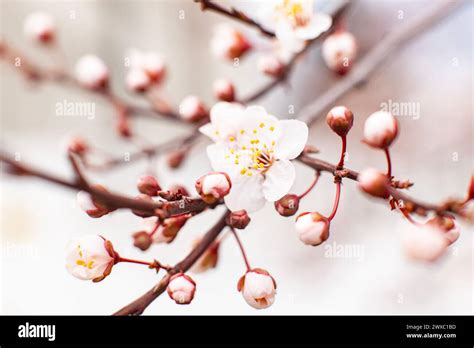 Apricot Tree Blossom The Beginning Of Flowering The Buds Opened And
