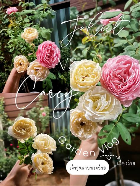 กุหลาบสวย 🥀ประจำบ้าน แกลเลอรีที่โพสต์โดย Rose Garden 🥀 Lemon8
