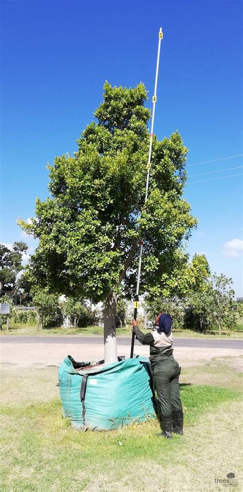 Ficus Microcarpa Nitida Trees Sa Ficus Microcarpa Nitida Trees Sa