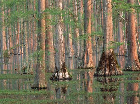 Cypress Tree Pictures