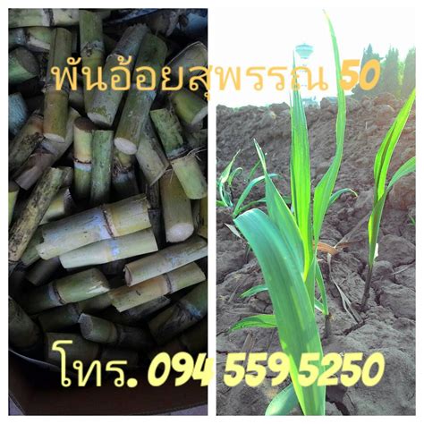 ขายเครื่องคั้นน้ำอ้อยไฟฟ้าแบบตั้งโต๊ะ ขาย พันธุ์สุพรรณบุรี 50 พร้อมปลูก