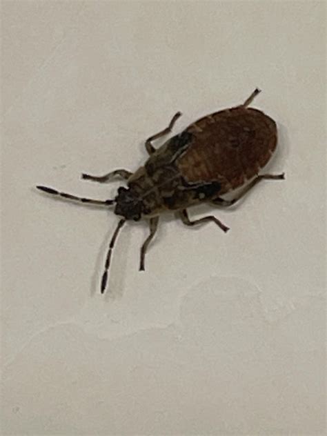 What Is This Insect Rwhatisthisbug