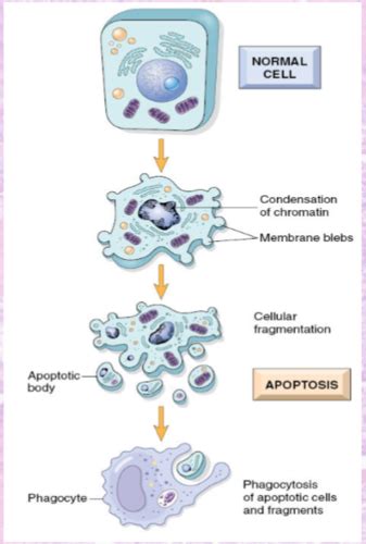 General Pathology Flashcards Quizlet