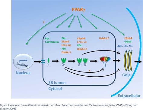 Figure From Ppar And High Molecular Weight Adiponectin In White Adipose Tissue In An Obesity