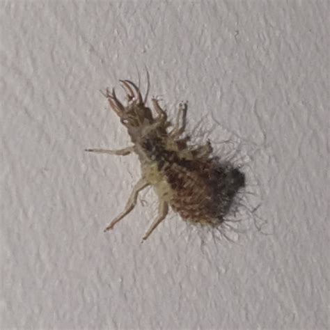 Sw England Found Crawling Up My Wall Rwhatsthisbug