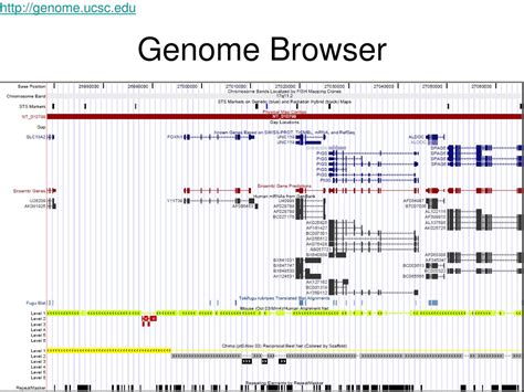 Ppt Genome Annotation In Genetics Exploring Cells Chromosomes Dna And Genes Powerpoint