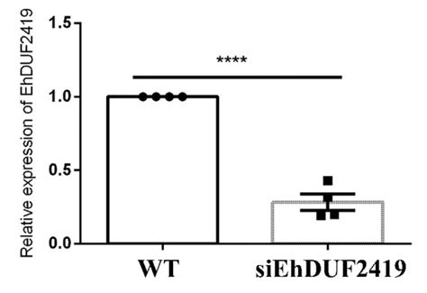 Cells An Open Access Journal From Mdpi