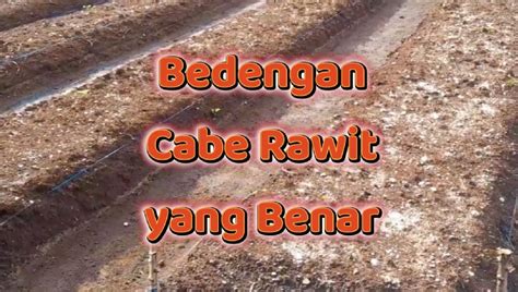 Ukuran Bedengan Cabe Yang Benar Untuk Hasil Panen Optimal