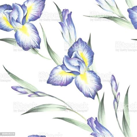 아이리스와 함께 완벽 한 패턴입니다 손으로 그리는 수채화 그림 0명에 대한 스톡 벡터 아트 및 기타 이미지 0명 개체 그룹