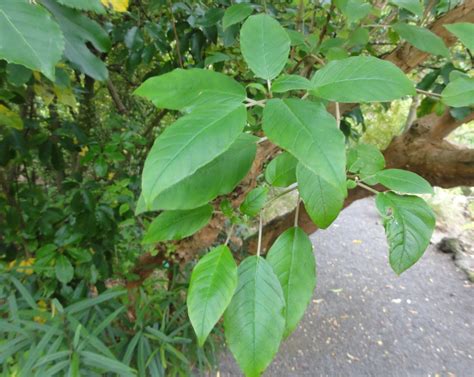 Trees Planet Fuchsia Excorticata Tree Fuchsia