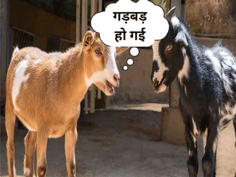 Up Man Bites His Neighbours Genitals In Fight Over Goats In