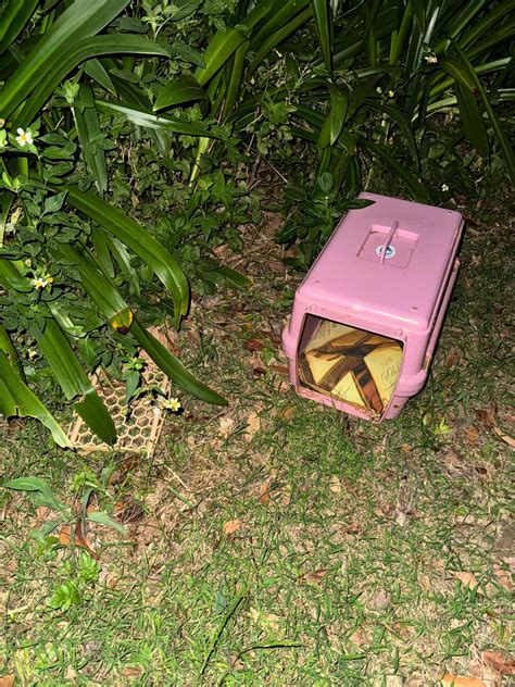 超傻眼超生氣 剛剛在新竹公園散步 結果發現有貓咪被棄養 轉頭看到貓被嚇跑了 然後太暗也沒看清楚 貓的顏色、品種跟體型之類的 外面還在下雨