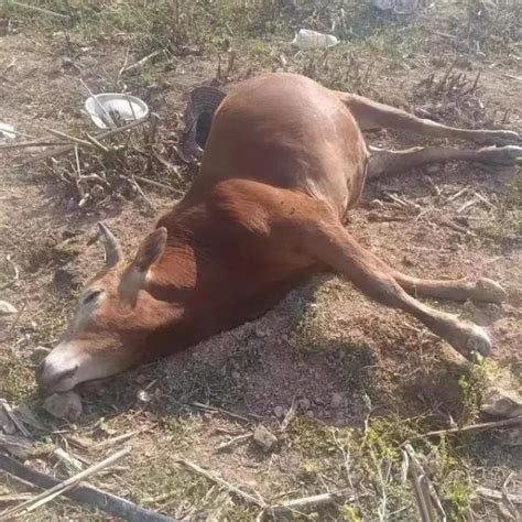 官方回应云南一村20余头牛死亡：非投毒，牛或误食了沾有尿素的蔬菜调查广南果园云南一养殖场27头牛一夜暴毙野外，养殖户损失达30余万