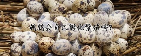 鹌鹑会自己孵化繁殖吗 发财农业网