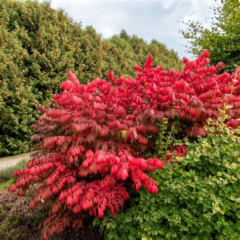 A Planting Primer For Trees And Shrubs Greenwood Nursery