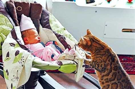 La guía 101 para gatos y bebés cómo preparar y presentar a su bebé