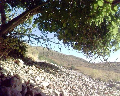 Figuier Bouthwar تين واد بوثوار Flickr