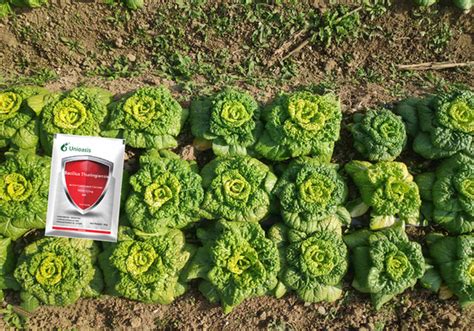 Organic Agricultural Biological Insecticides Bt For Cabbage Vegetable